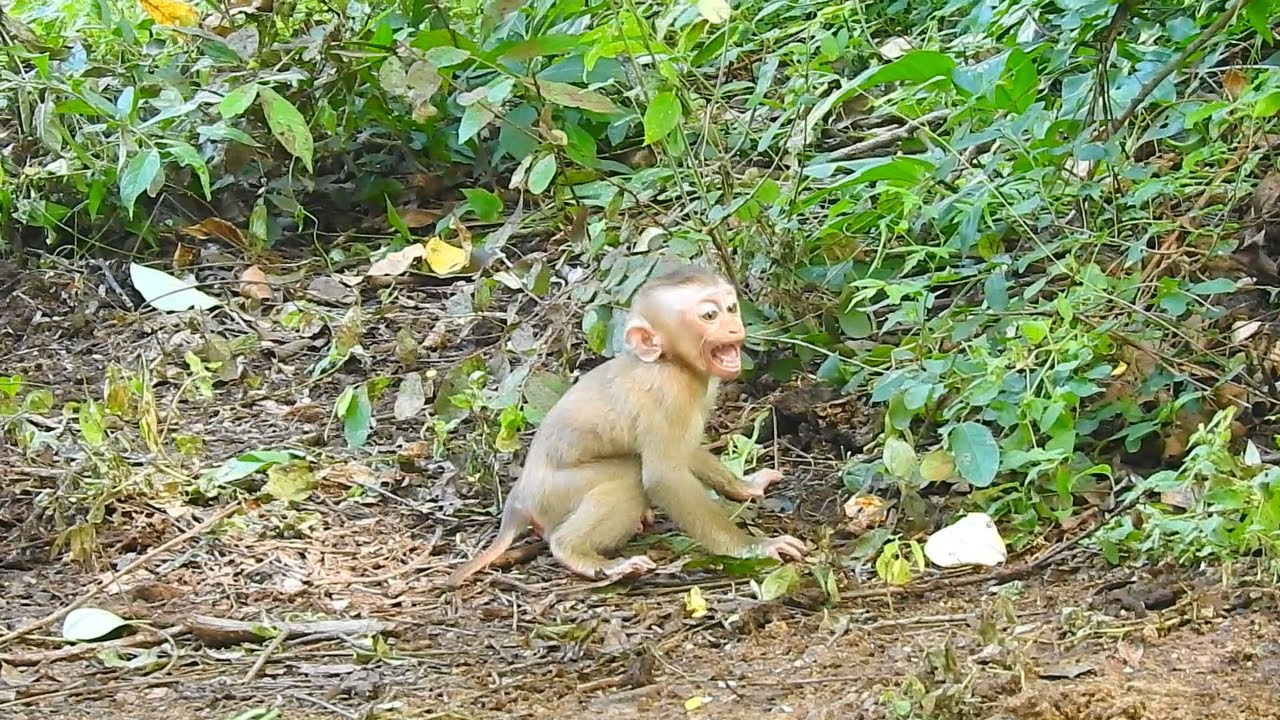 Where is the mother monkey Sarika to let baby Saro cry alone - YouTube