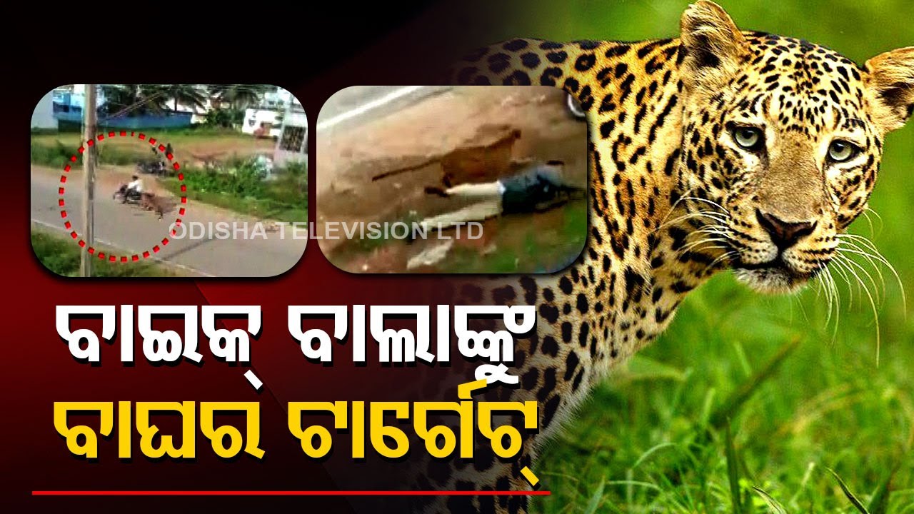 Leopard attacks residents in Karnataka's Mysuru; watch viral video ...