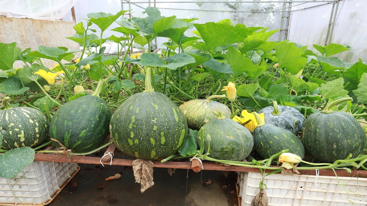Big, Delicious - Didn't expect it to be so easy to grow giant squash at ...