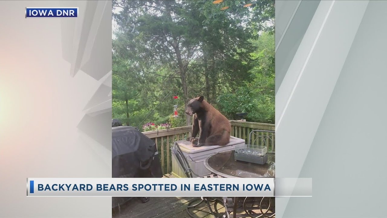 Backyard Black Bears Spotted in Eastern Iowa - YouTube