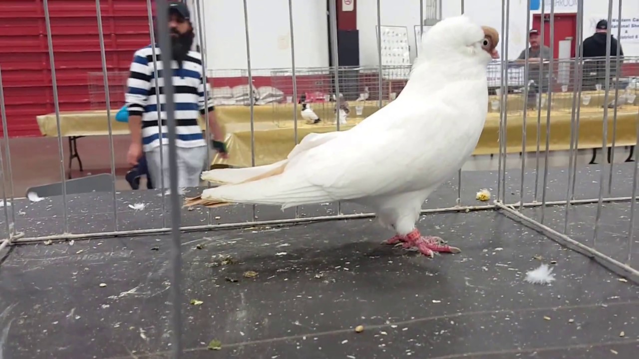 Pigeon Show. Champion row for Helmets. - YouTube