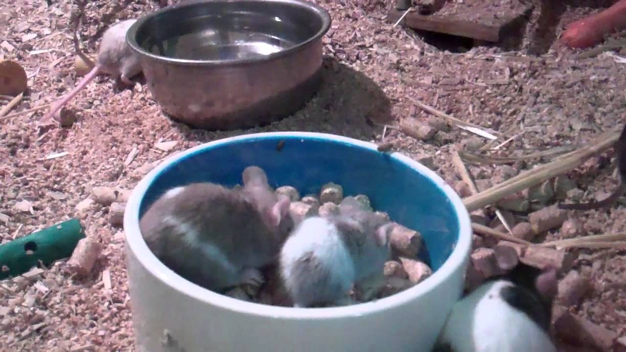 Mice in the Petting Zoo area at the Royal Easter Show - YouTube