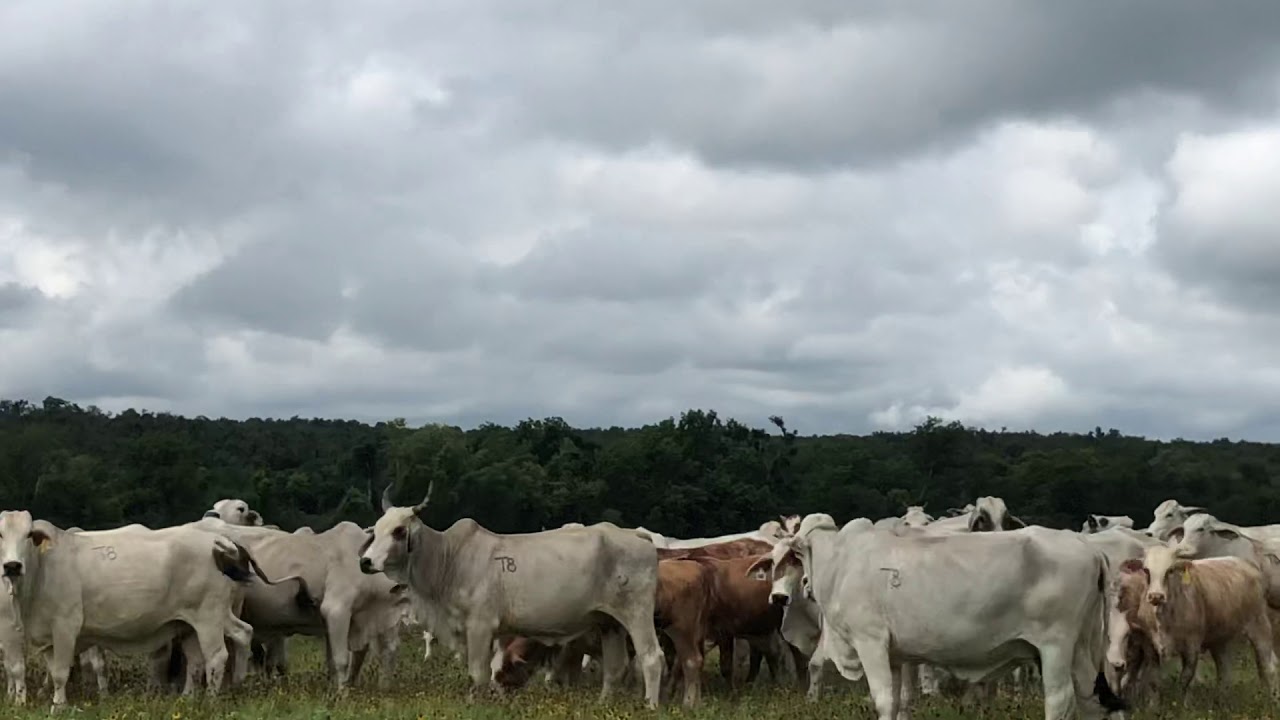Brahman cow with F1 braford calves - YouTube