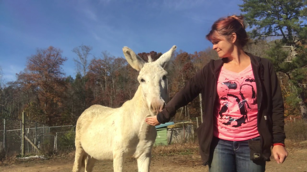 Donkey Clicker Training 1st session - YouTube
