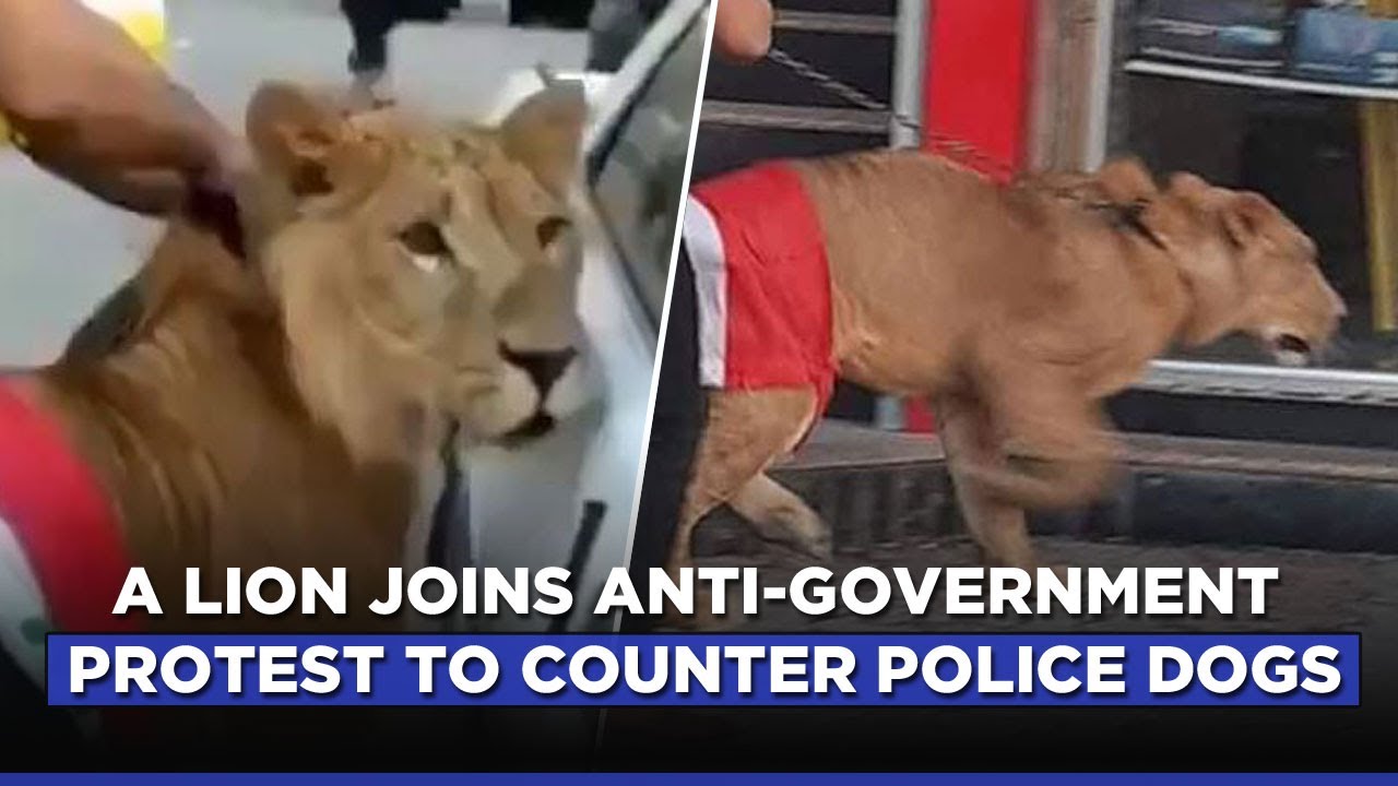 A Lion Joins Anti-Government Protest To Counter Police Dogs ...