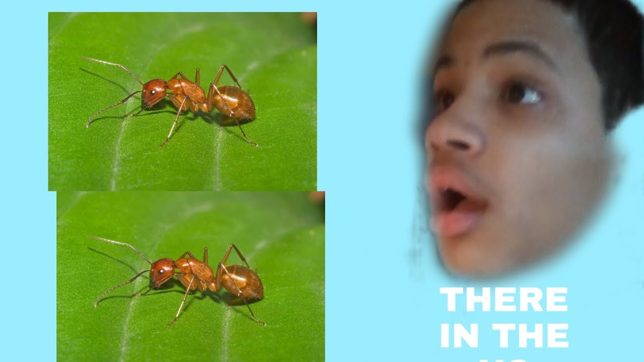 Volcano ants really this is just no - YouTube