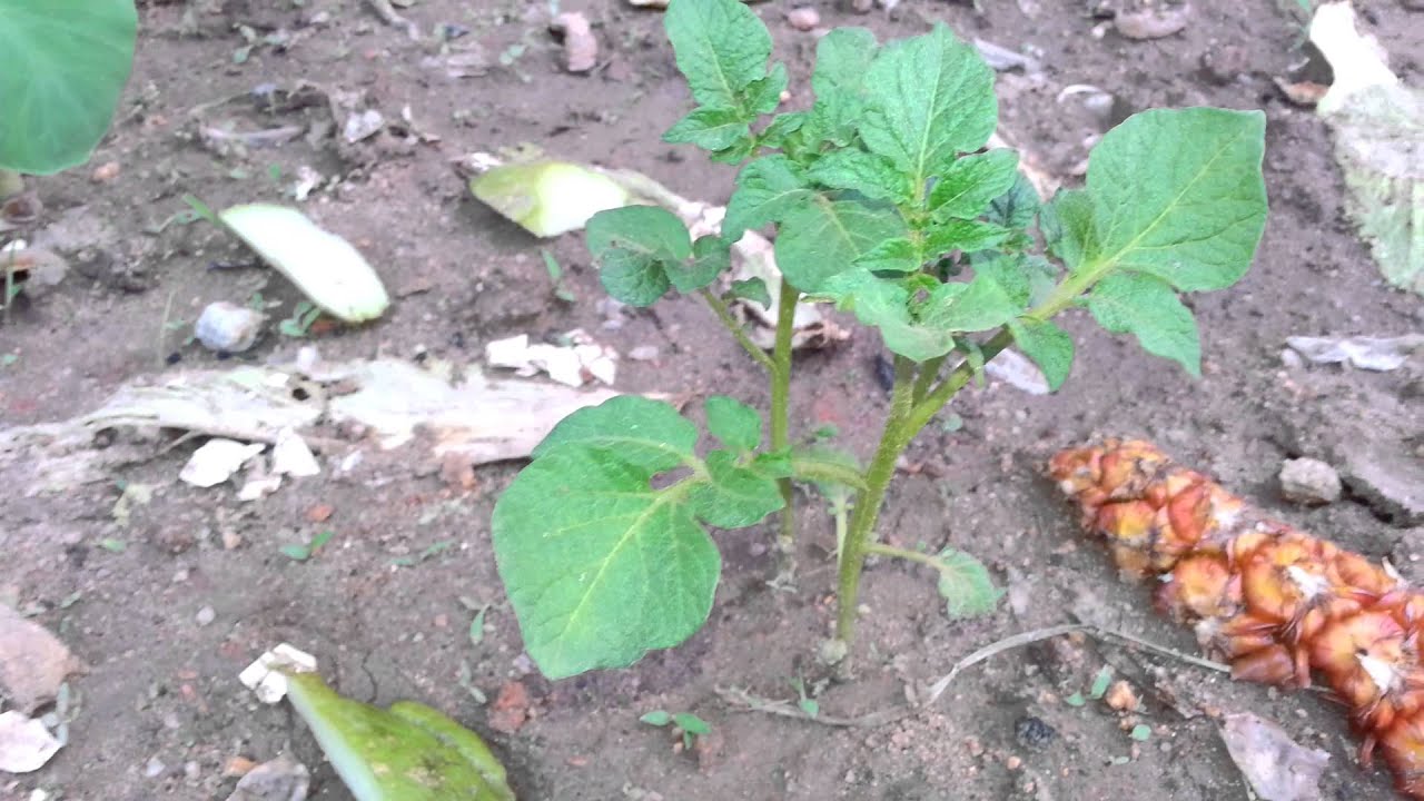 Plantando batata e inhame em casa. - YouTube