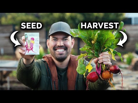 How to Grow Beets (From Seed To Harvest) 🌱