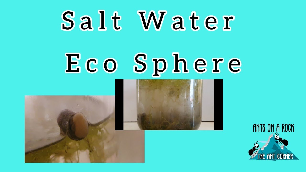 I Made A Salt Water Eco Sphere with Trochus Snails - YouTube