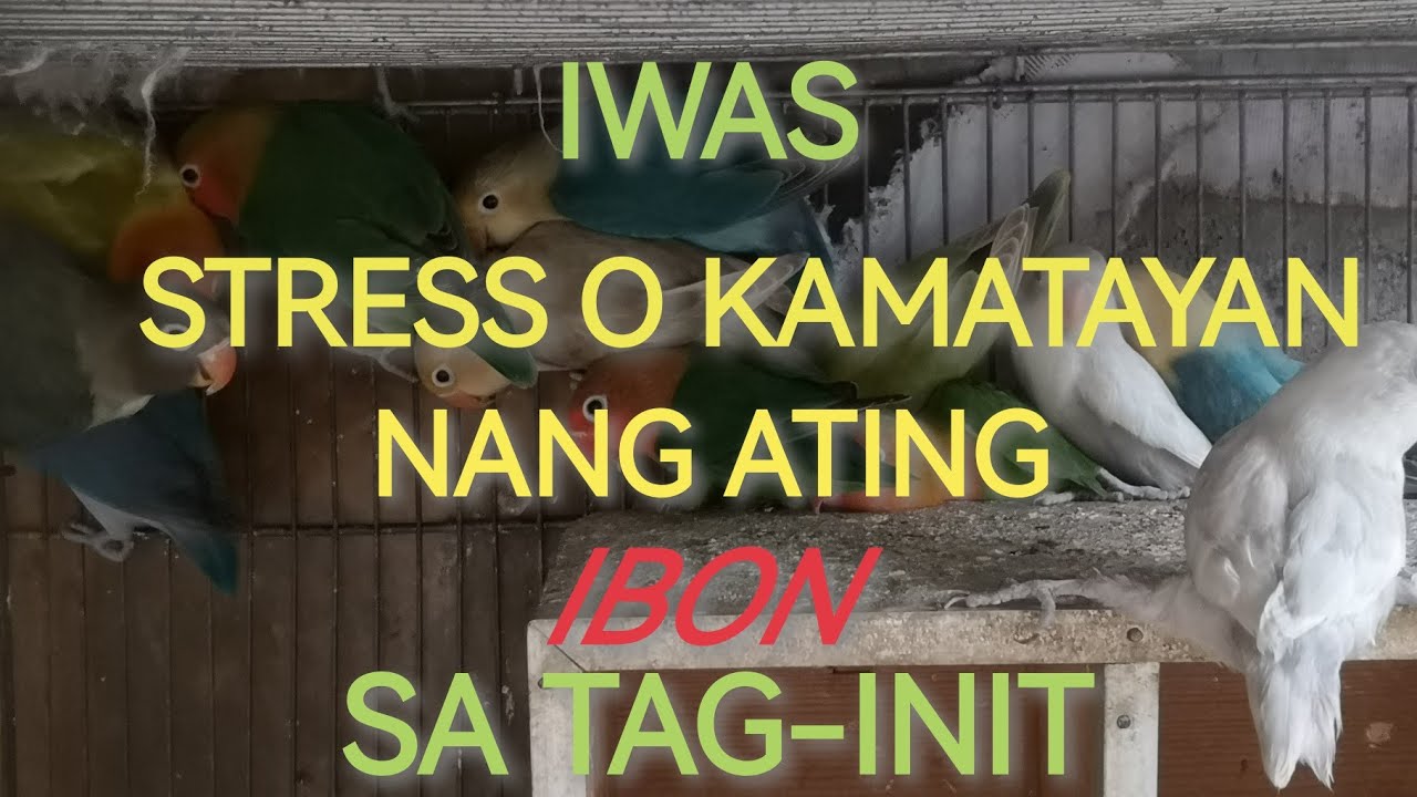 Iwas Stress O Kamatayan Nang Ating IBON SA Tag-Init vlog#227 - YouTube