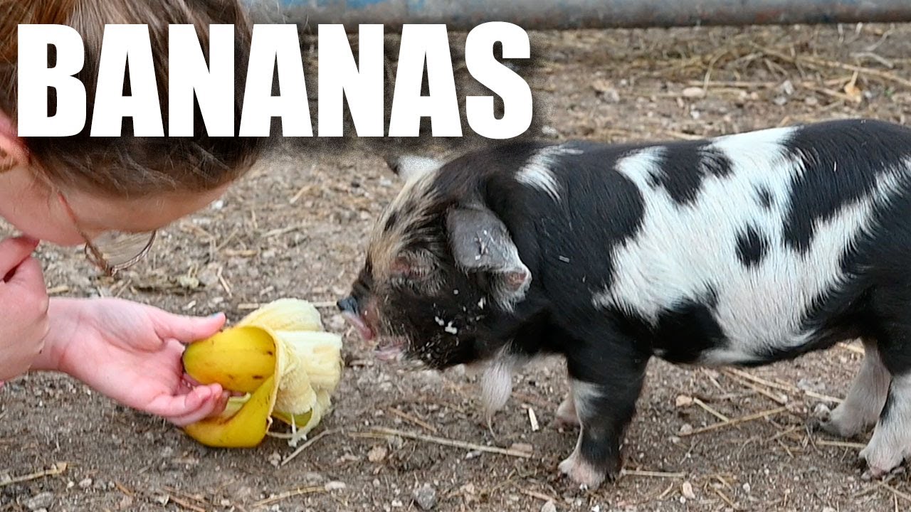 Animals go crazy BANANAS! - YouTube