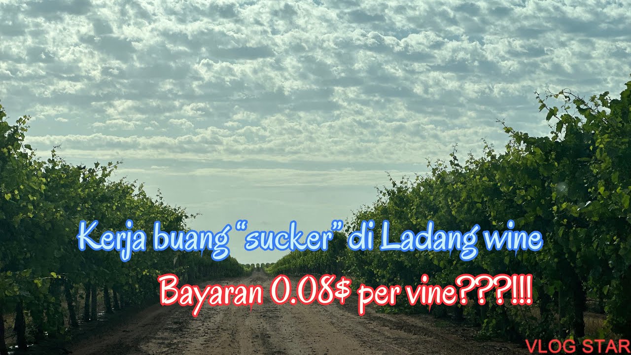 Kerja buang “sucker” di ladang wine Bayaran 0.08$ per vines????!!! - YouTube