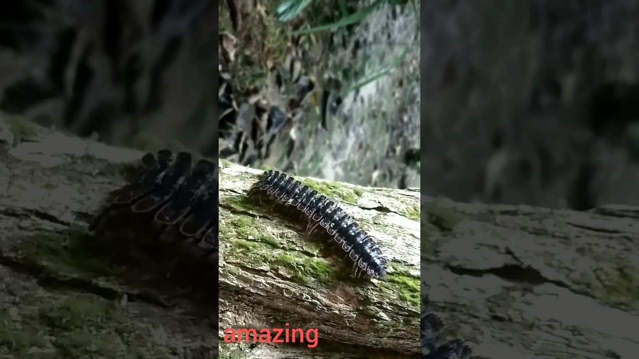 beautyful Armoured Millipede - YouTube
