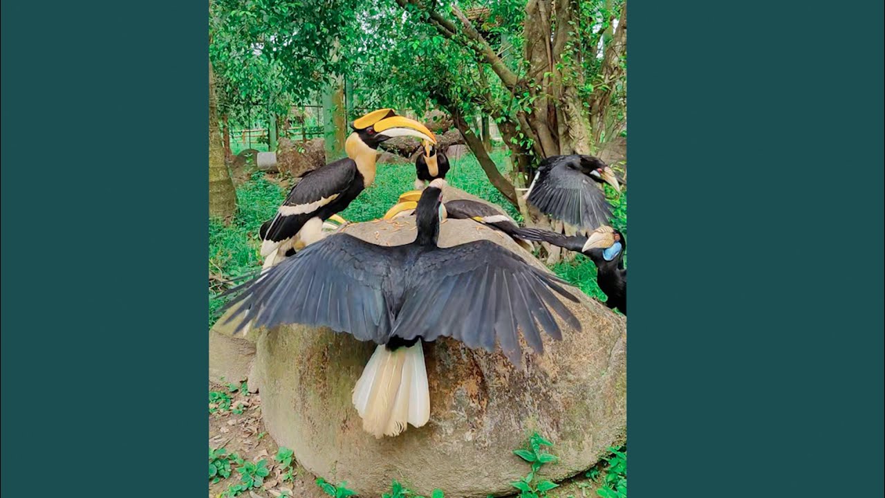 Animal world Buceros bicornis - YouTube