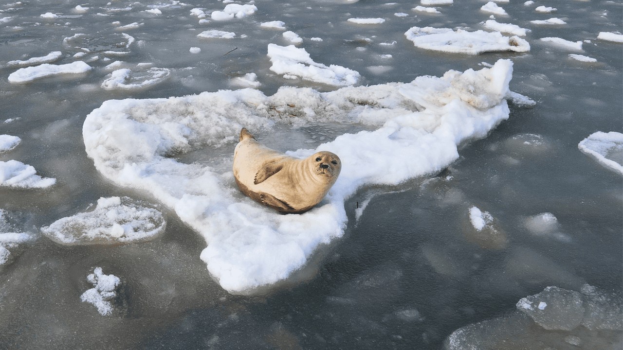 RARE Winter Seal Sighting in North Cape May on an Iceberg! - YouTube