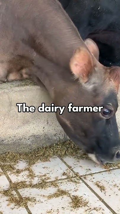 What Do Cows Eat 🤔 Youtube