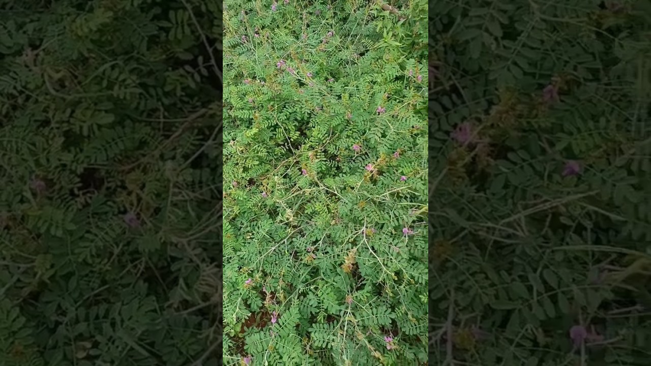 🌿💚avuri plant ☘️ benifits of avuri plant#shortvideos #nature ☘️🪴 - YouTube