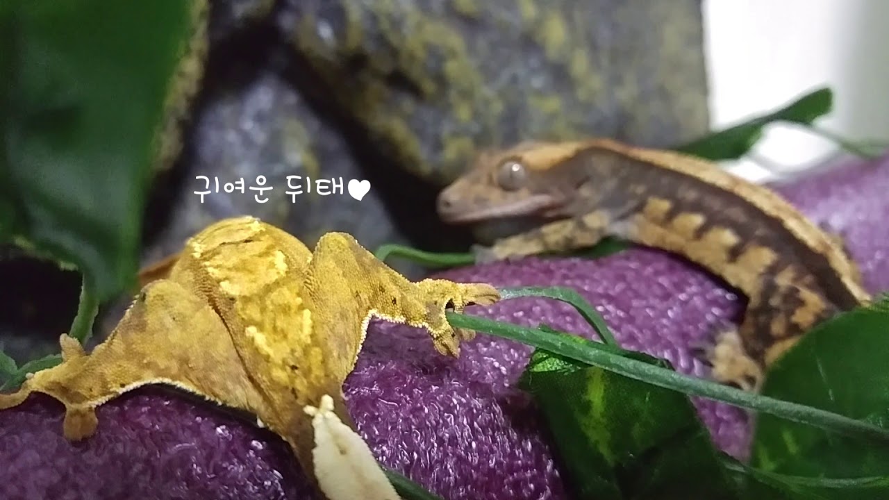 크레들의 휴식시간 / Crested gecko's break time - YouTube