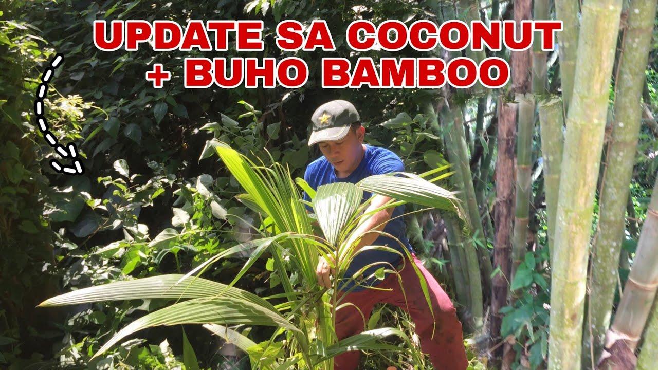 BUHO BAMBOO + COCONUT UPDATE | Biyaherong Batangueno - YouTube