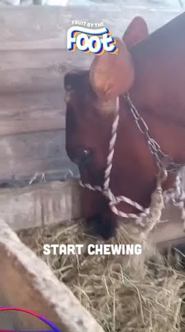 She's chewing away. #cow #ayrshire #cowlover #fair #cute #funny - YouTube
