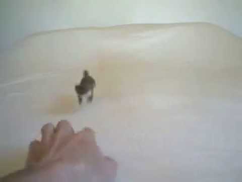 Ozzy, the fastest weasel on earth - YouTube