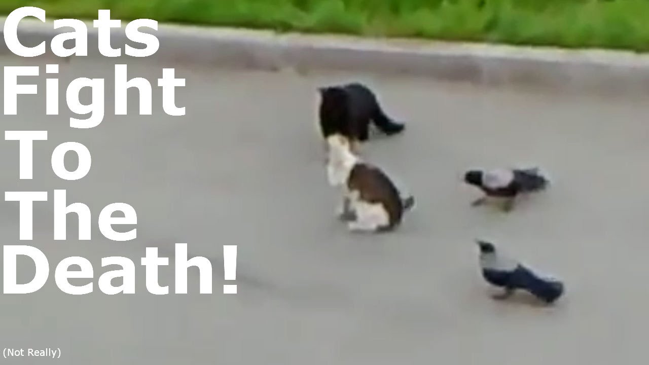 Brutal Cat Fight with Commentary! - YouTube