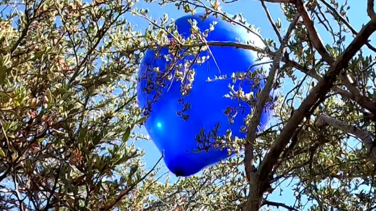 Navy Blue Balloons in Trees, Forest Balloon Play to Pop 24 - YouTube