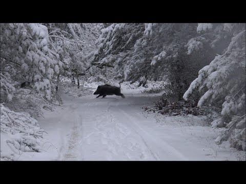 domuz avı wild boar hunting kastamonu