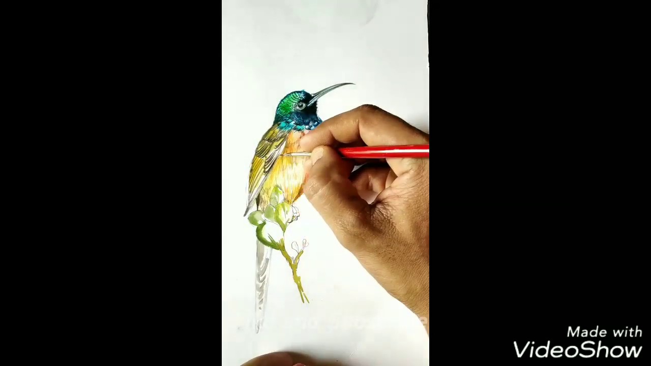 How to draw a sun bird - YouTube