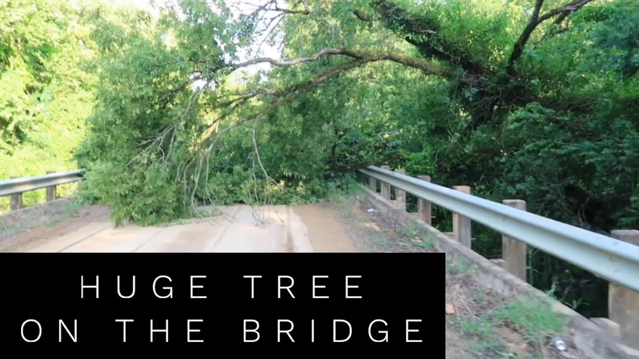 HUGE TREE ON THE BRIDGE 😲😲😲 - YouTube