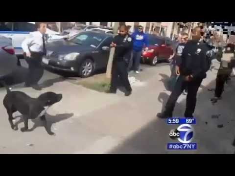 Trigger-Happy Police Officer Shoots At Dog In Brooklyn Crowd After Failed Arrest - YouTube