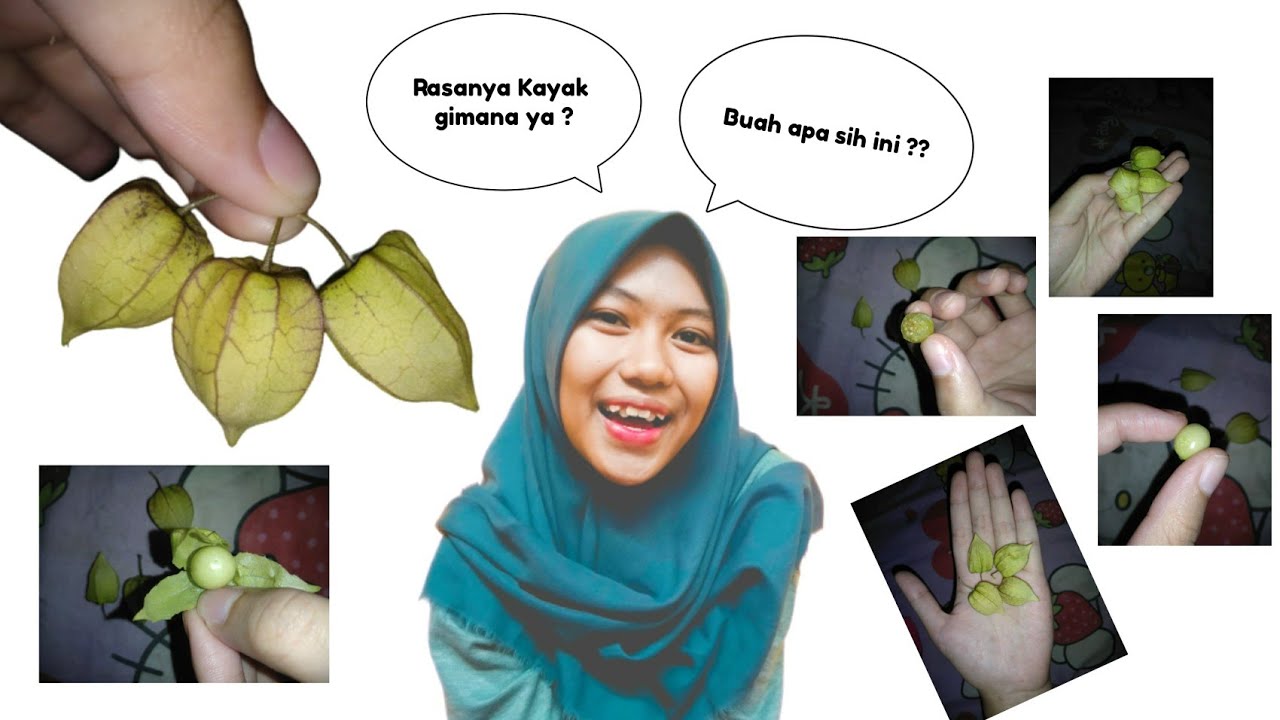 [EnsiklopedLia] Mengenal Buah Unik Morel berry alias Buah Ciplukan nama ...