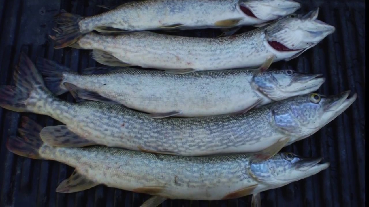 ALL ABOUT THE PIKE - YouTube