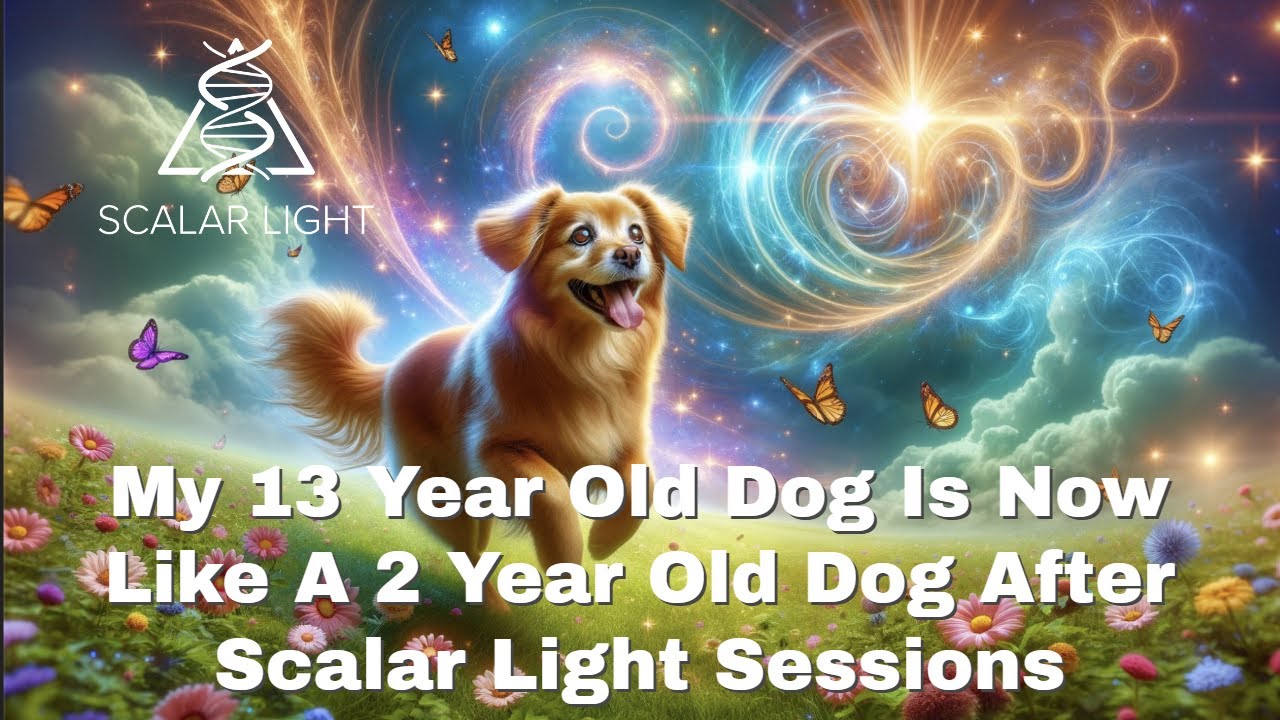My 13 Year Old Dog Is Now Like A 2 Year Old Dog After Scalar Light my-13-year-old-dog-is-now-like-a-2-year-old-dog-after-scalar-light