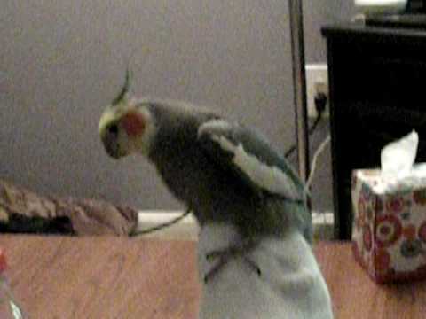 Humping Bird Cockatiel - YouTube