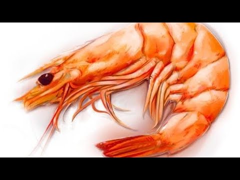 ANATOMÍA INTERNA Y EXTERNA DEL CAMARÓN | PRÁCTICA #6 | CETMAR N.20 ...