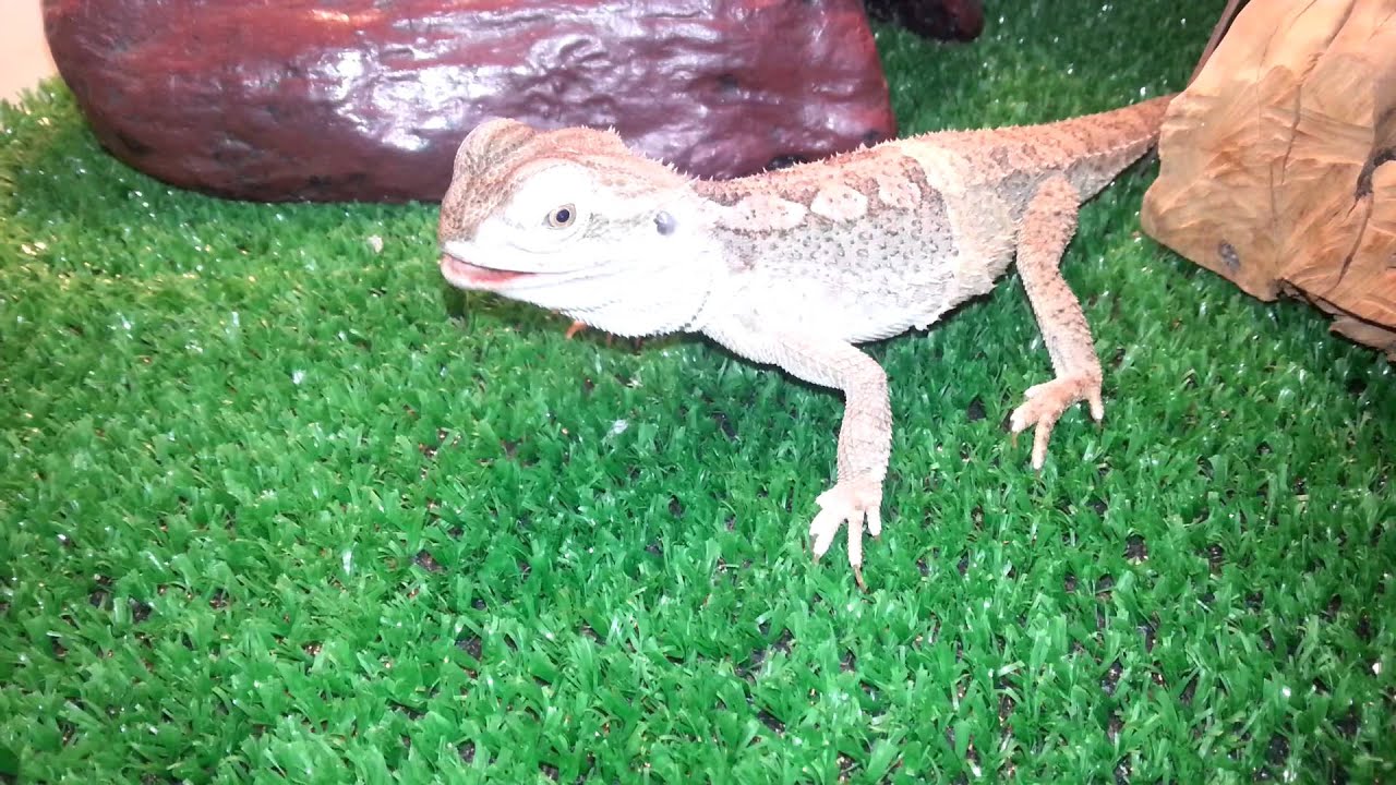 Pygmy Bearded Dragon (Pogona Henrylawsoni) eating Pinkie Mouse - YouTube