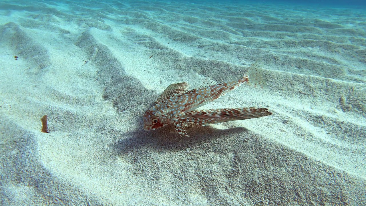 Pez volador en Mallorca 4k60p - YouTube