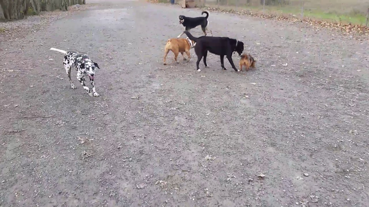 Sirius Pet Care: Magnuson Dog Park 121416 2 - YouTube