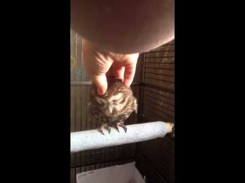 Домовой сыч Кузя