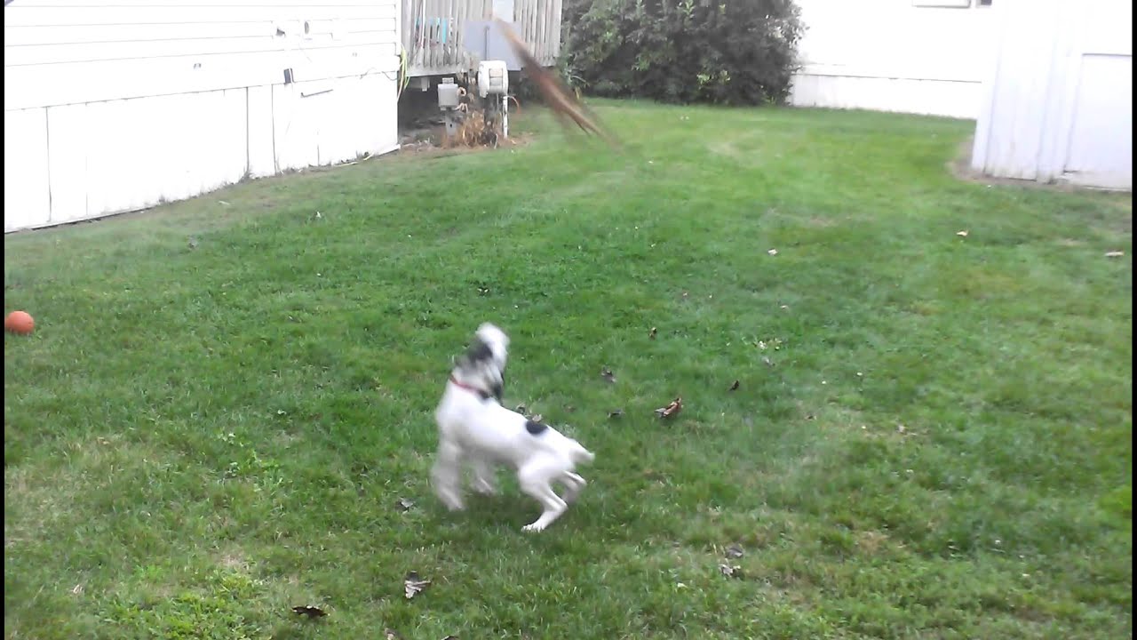 Pointer Training - YouTube