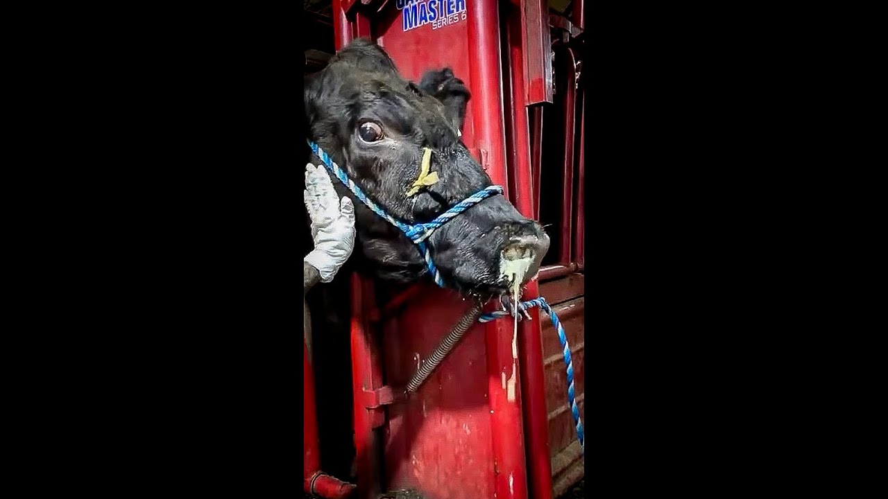 Taking care of Larry the Cow…Flushing the drains in her sinuses - YouTube