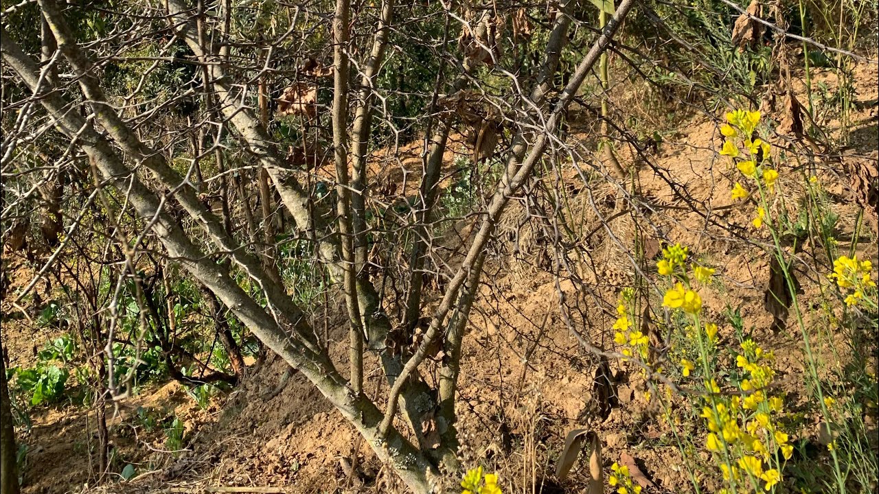 Buddha chitta mala tree at my home | 8 years old tree | RD LaMa | - YouTube