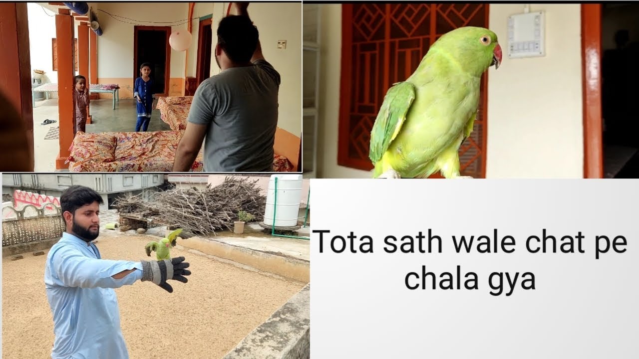 Tota sath wale chat pe bag gya😂😂😂masti - YouTube
