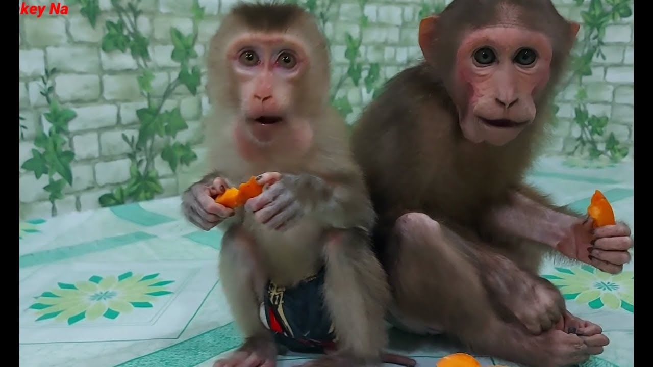 Happy Little Monkey In New House! - YouTube