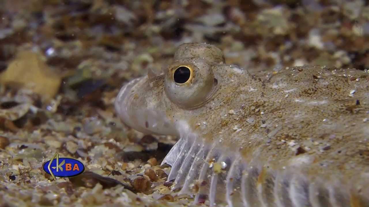 Глосса. Platichthys flesus luscus. Black Sea flounder - YouTube