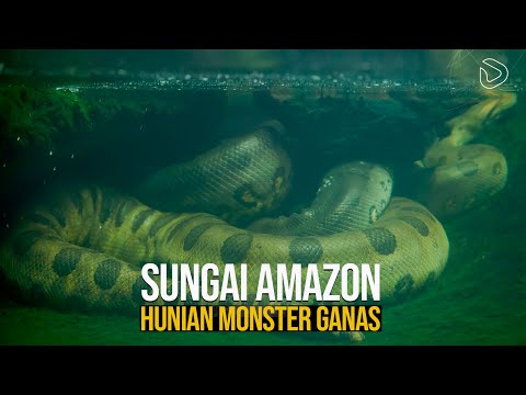 Sungai Amazon: Bagaimana Sungai ini Menciptakan Monster Ganas