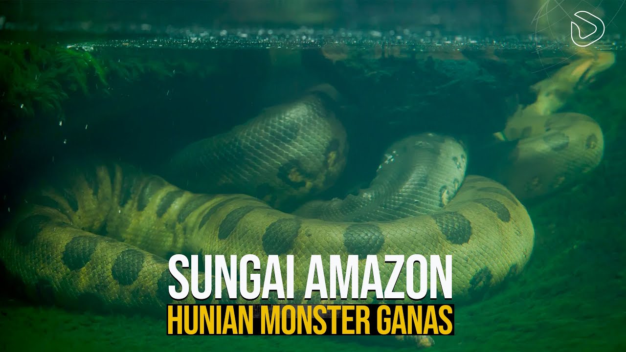 Sungai Amazon: Bagaimana Sungai ini Menciptakan Monster Ganas - YouTube