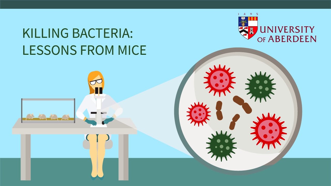 Killing Bacteria: Lessons from mice - YouTube