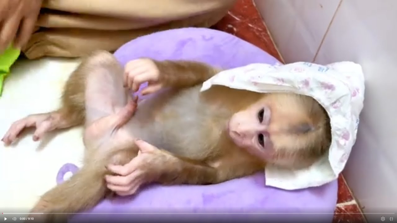 Mother dressing clothe for Baby monkey Miker - YouTube